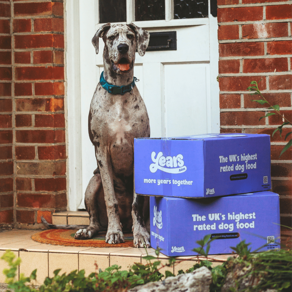 Fresh All Natural Dog Food to Reduce Inflammation | Years.com