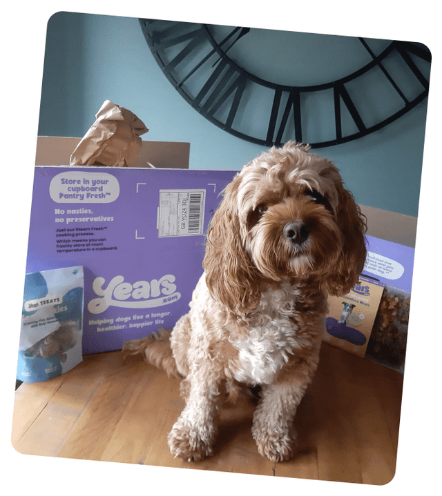 Fresh Dog Food Subscription & Delivery – Years.com