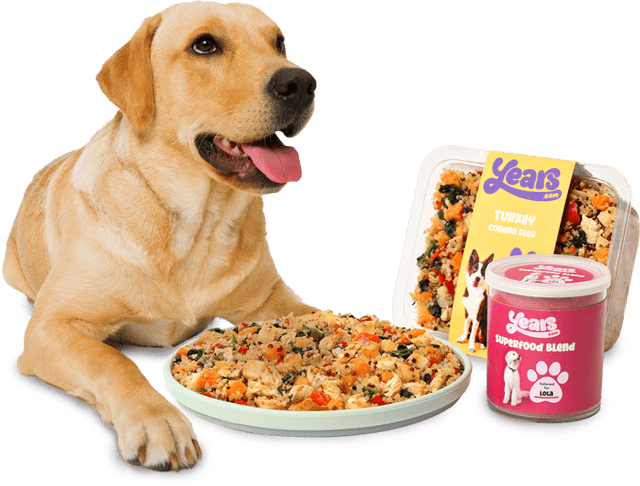 The Best Dog Food For Labradors | Years.com